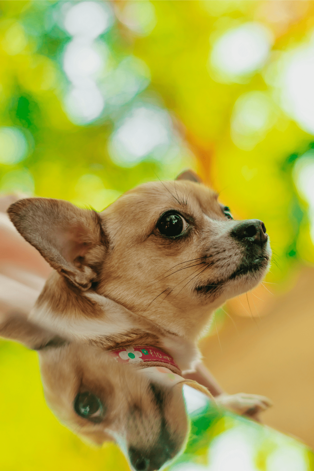 About | Latinas and Dogs